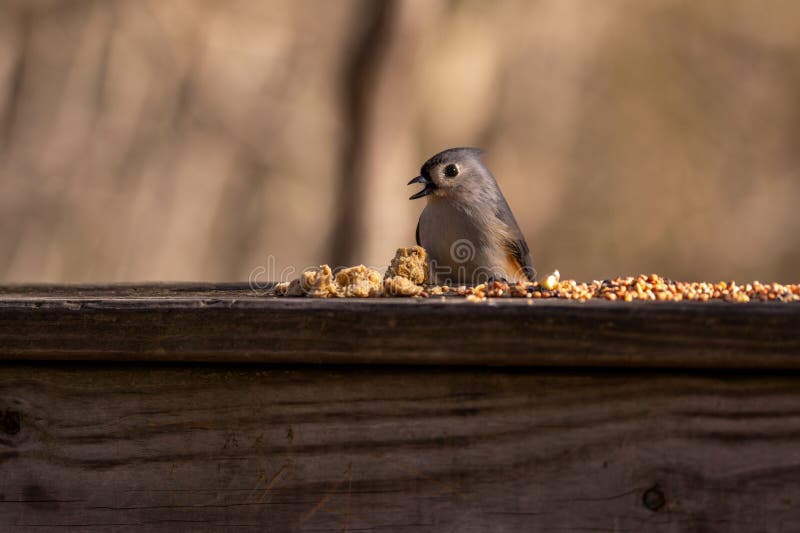 Closeup Shot of a Tufted Titmouse Bird Perched on a Feeder with Food ...