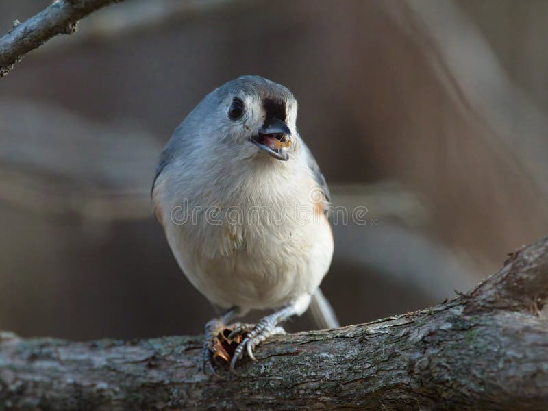Tufted Titmouse Nest Stock Photos - Free & Royalty-Free Stock Photos ...