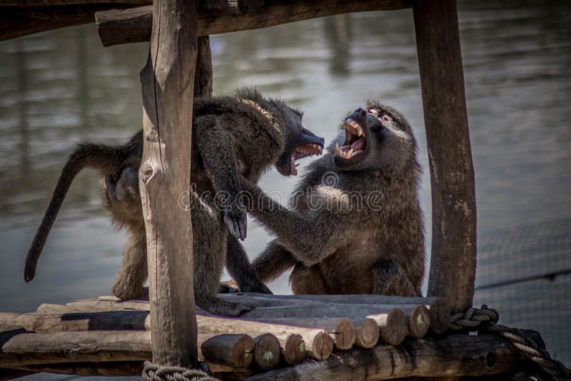 Closeup Shot of Two Baboons Fighting Stock Photo - Image of mammal ...