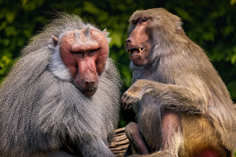 Closeup Shot of Two Baboons Sitting Together Stock Photo - Image of native, pair: 319886194
