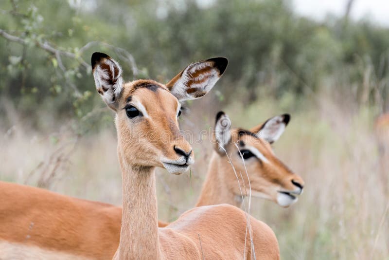 Closeup Shot of Two Beautiful Deer in the Kruger National Park Stock ...