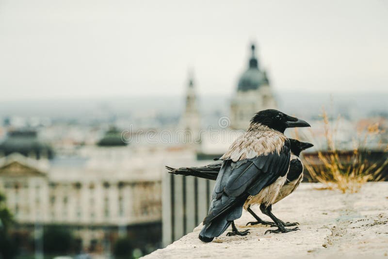 Closeup Shot of Two Crows Standing on a Building Roof Stock Image ...