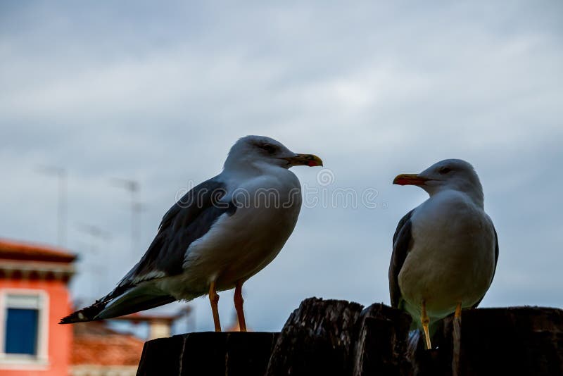 Closeup Shot of the Two Cute Birds Stock Photo - Image of cliff, avian ...