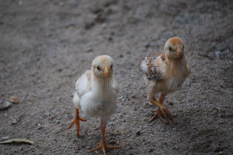Closeup Shot of Two Cute Chicken Walking on the Ground Stock Photo ...