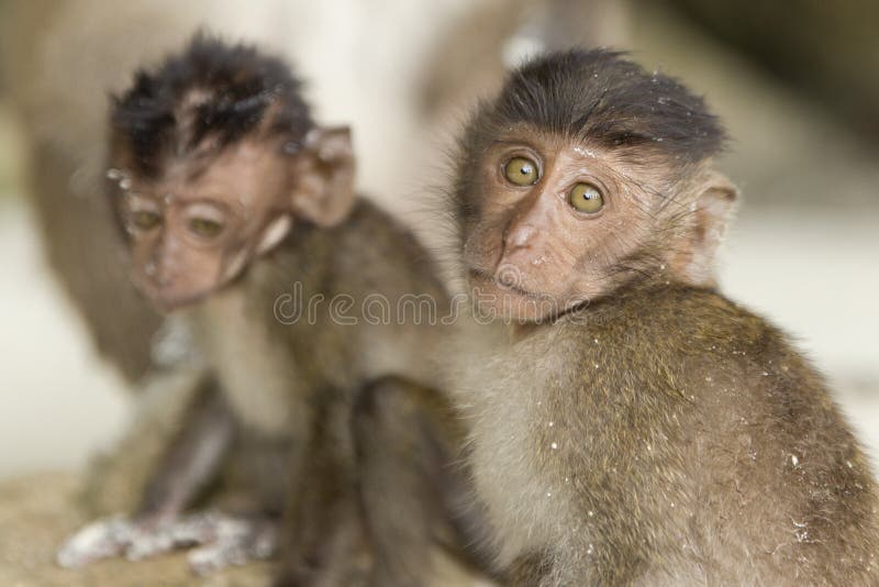 111 Two Baby Monkeys Playing Stock Photos - Free & Royalty-Free Stock ...