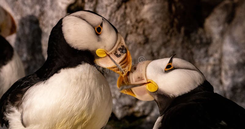 Closeup Shot of Two Cute Puffins Touching Beaks Stock Image - Image of ...