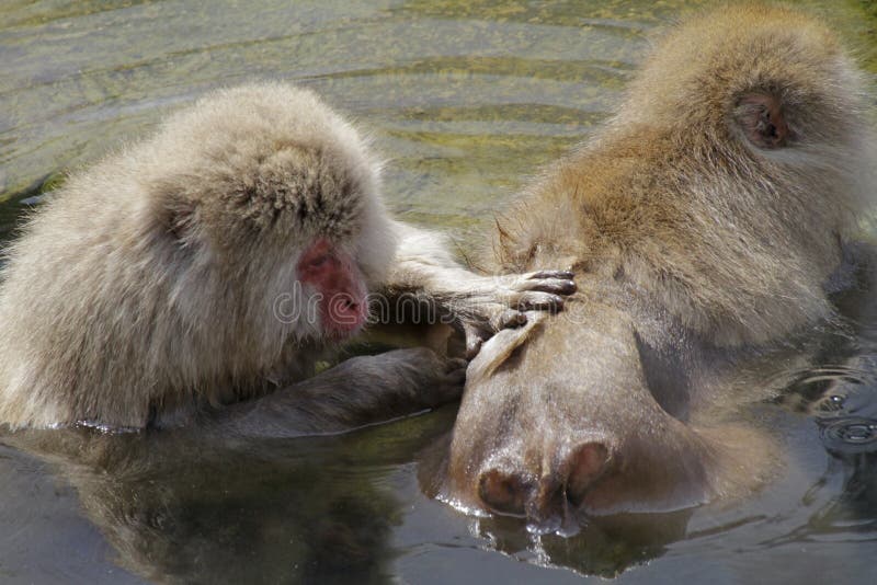 Closeup Shot of Two Monkeys Playing with Each Other in the Water in ...