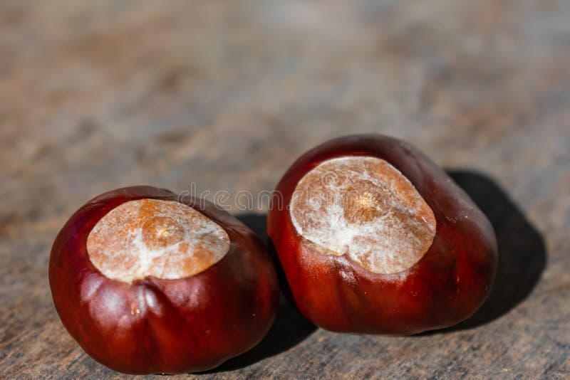 Closeup Shot of Two Nuts on a Blurred Rustic Wooden Surface Stock Image ...