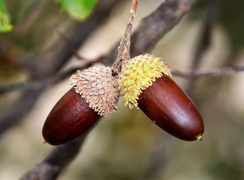 Closeup Shot of Two Oak Fruits on the Branch Stock Image - Image of ...