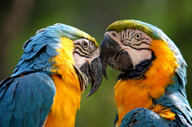 Closeup Shot of Two Parrots Engaging in an Affectionate Moment Beaks ...