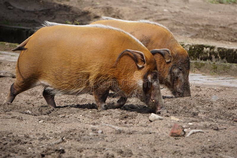 Closeup Shot of Two Red River Hog in Mud Stock Image - Image of park ...