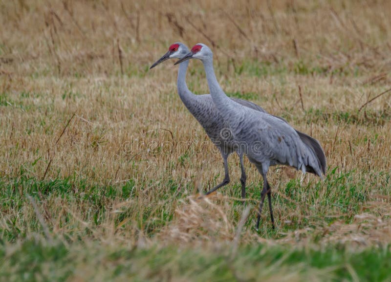 Closeup Shot of Two Sandhill Cranes Foraging on a Field during Fall ...