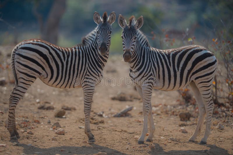 Closeup Shot of Two Zebras Looking at the Camera Stock Photo - Image of ...
