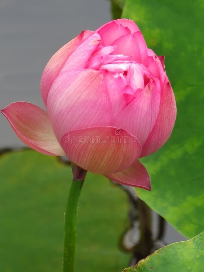 Unopened Lotus Flowers Growing in the Middle of a Pond in the Garden ...