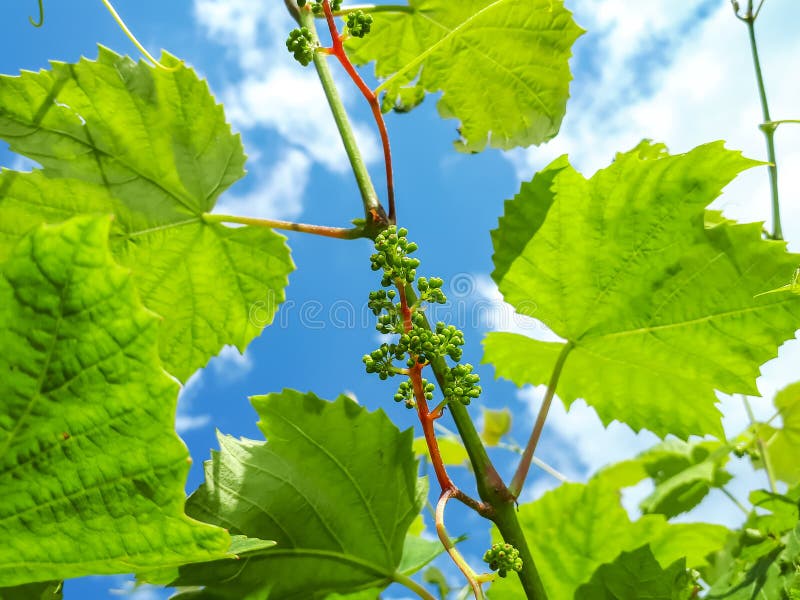 Closeup Shot of Unripe Cluster of Grape Berries Developing after ...