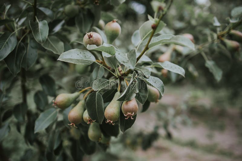 Unripe Pears on a Branch Covered with Rain Drops. Stock Photo - Image ...