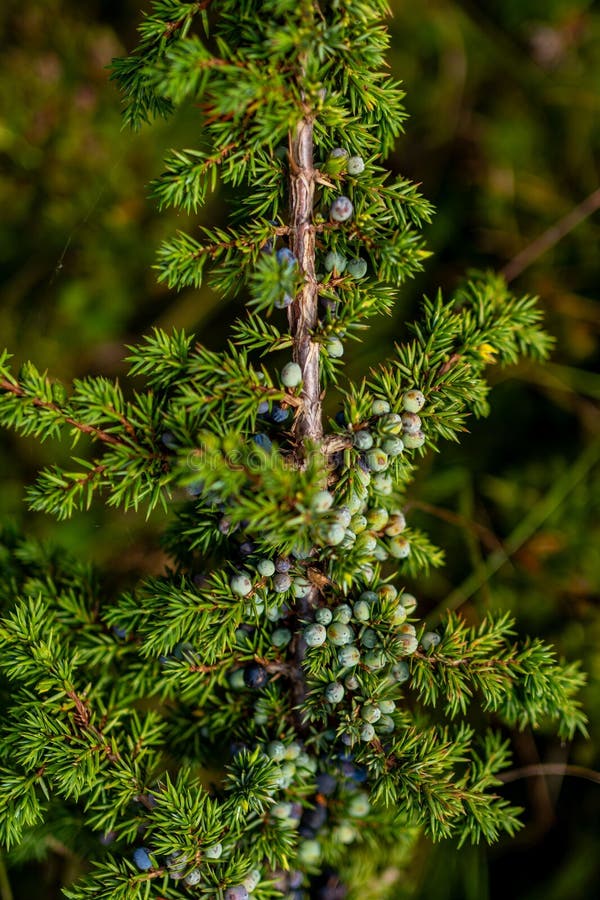 Closeup Shot of a Vibrant Juniper Tree Branch, Vertical Shot Stock ...