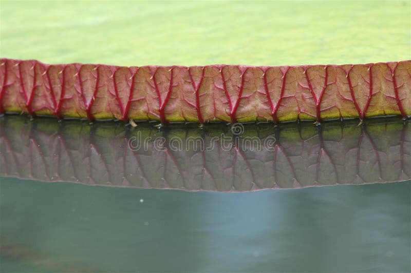 Closeup Shot of a Victoria Lotus Leaf on the Water Stock Photo - Image ...