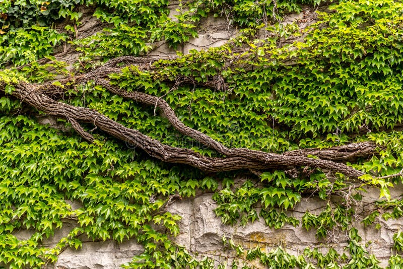 Closeup Shot of a Vine Growing on the Wall Surrounded by Leaves Stock ...