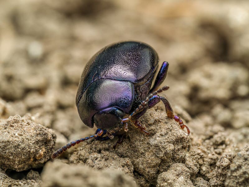 Violet Leaf Beetle Walking on the Soil Surface Stock Image - Image of ...