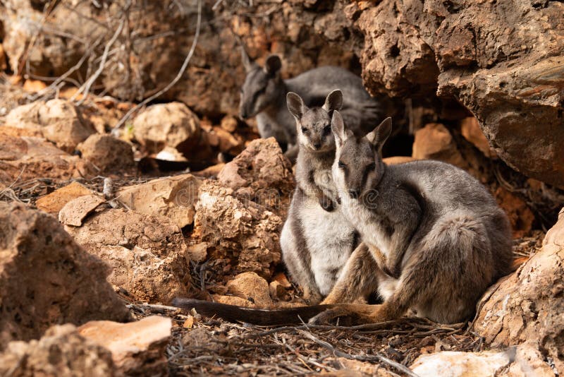 Group of Wallabies in a Camp Site in Australia Stock Photo - Image of ...
