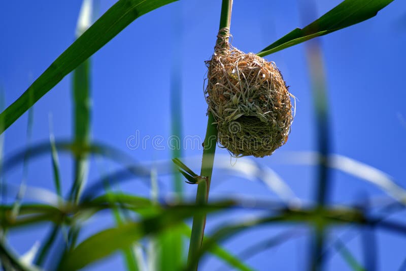Closeup Shot of Weaver Bird Nest in Reed Stock Image - Image of brown ...