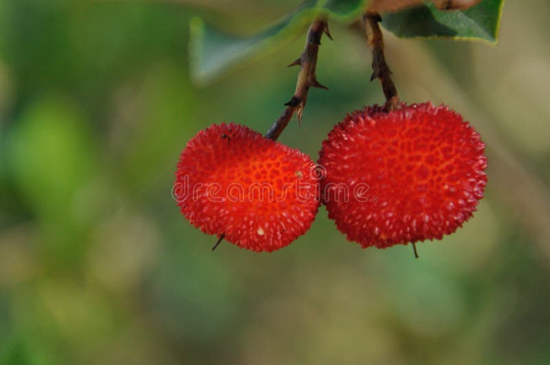 Closeup Shot of a West Indian Raspberry Under the Sunlight Stock Photo ...
