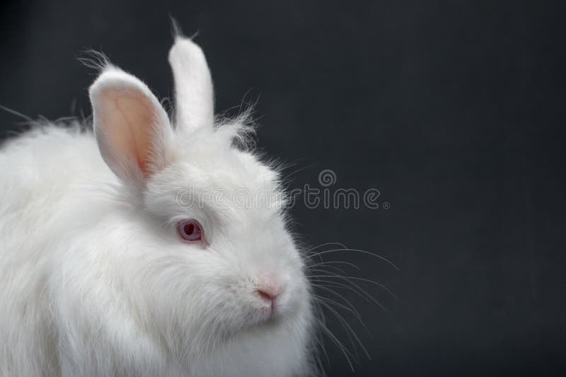 Closeup Shot of a White Angora Rabbit Stock Photo - Image of baby, cute ...