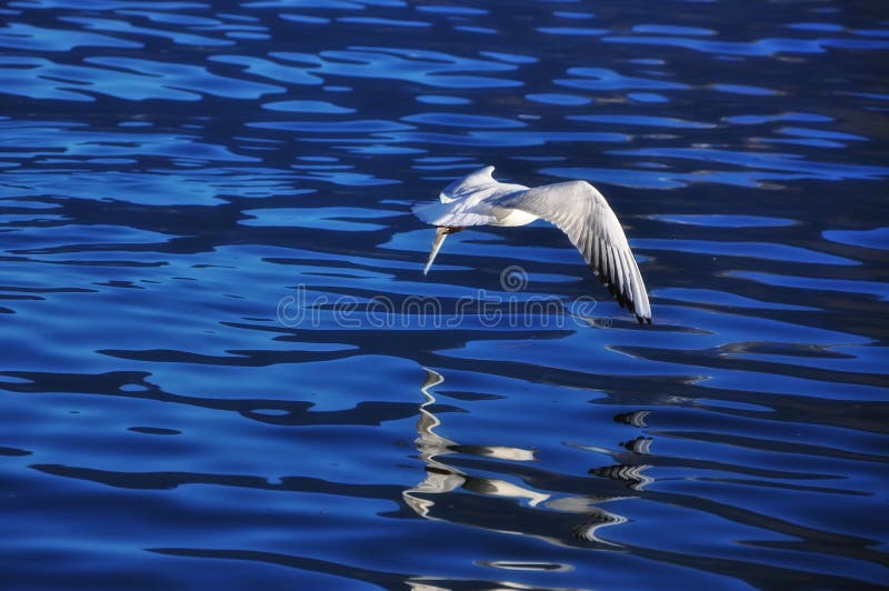 Bird White With Reflection In The Water Stock Image - Image of wild ...