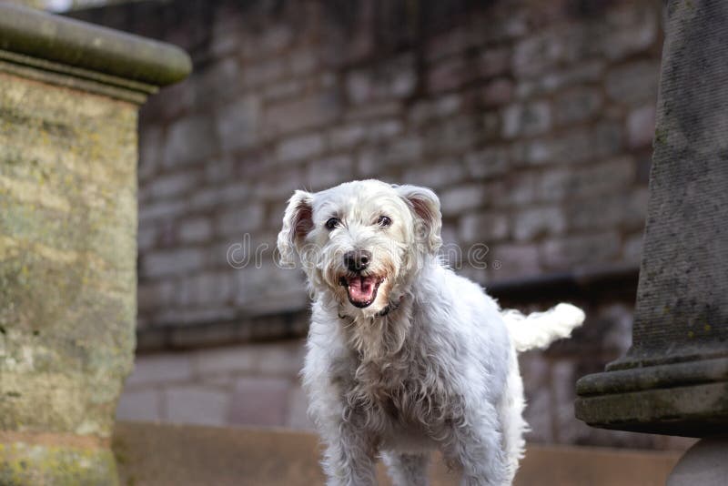 Closeup Shot of a White Dog Standing in Front of a Wall Stock Image ...
