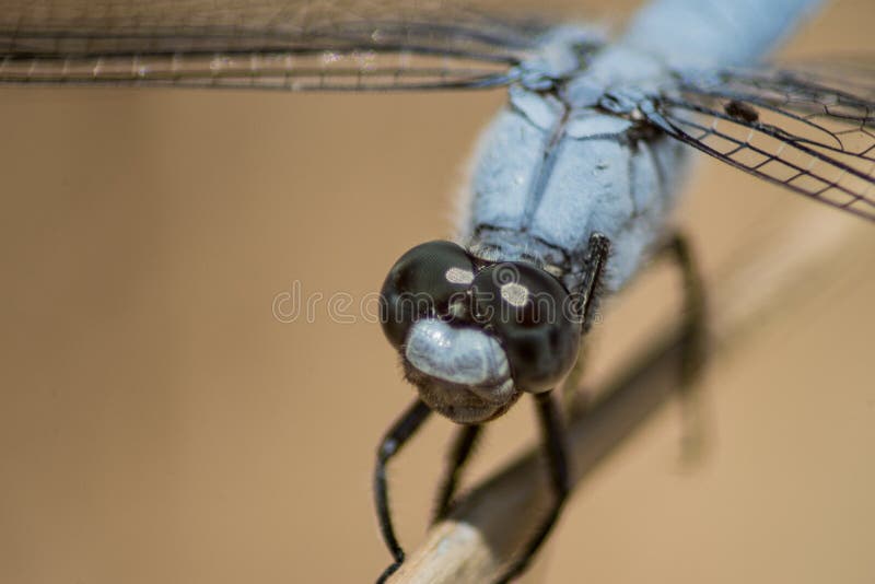 Closeup Shot of a White Dragonfly during Daytime Stock Photo - Image of ...