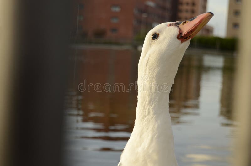 426 Stretch Duck Stock Photos - Free & Royalty-Free Stock Photos from ...