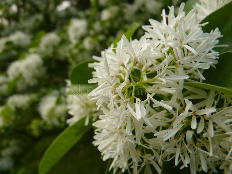 Closeup Shot of the White Flowers of Chinese Fringe-tree Stock Image ...