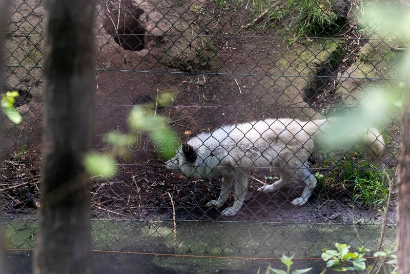 Closeup Shot of a White Fluffy Wolf on Its Territory Behind the Fence ...