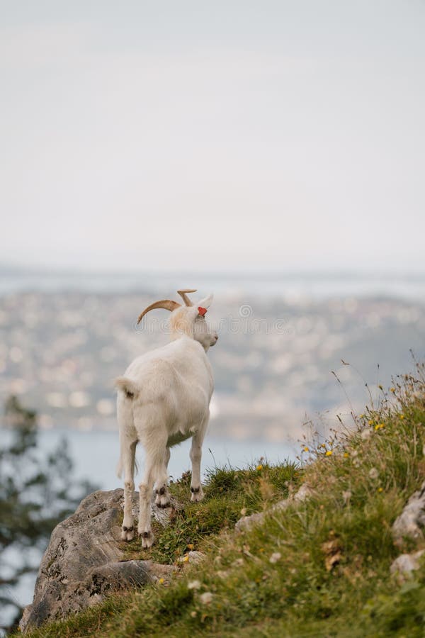 Closeup Shot of a White Goat from Behind at the Edge of a High Cliff ...