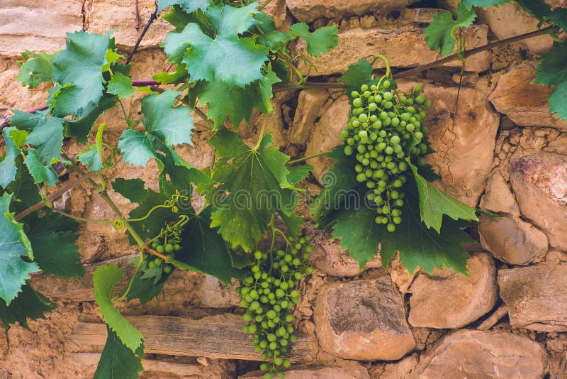 Closeup Shot of White Grapes on Grapevines in Front of a Rock Wall ...
