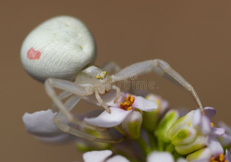 Closeup Shot of a White Karakurt on the Flower Stock Photo - Image of ...