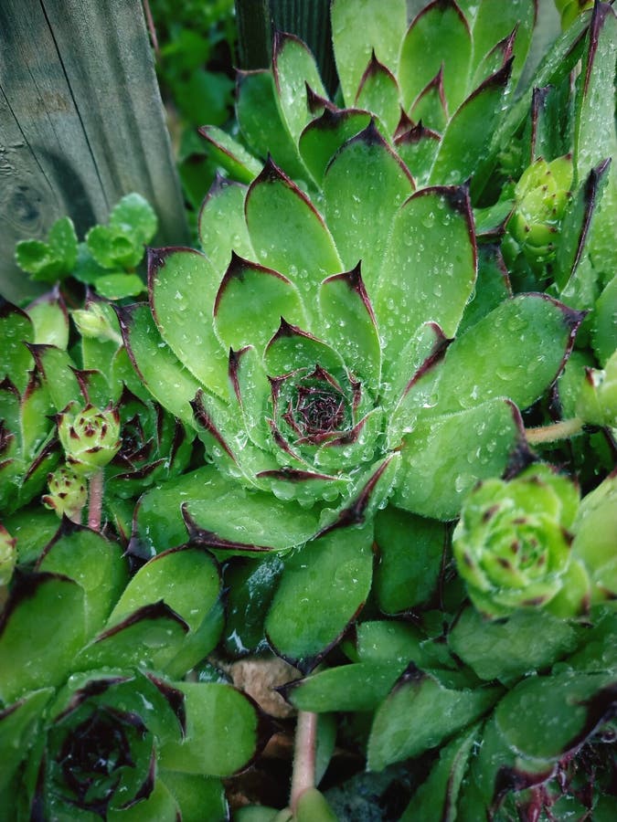 Closeup Shot of the White Mexican Rose with the Water Droplets Stock ...
