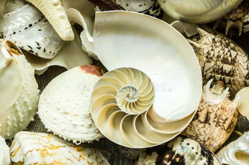 Opened Seashell on the Sand Beach Stock Image - Image of opened ...