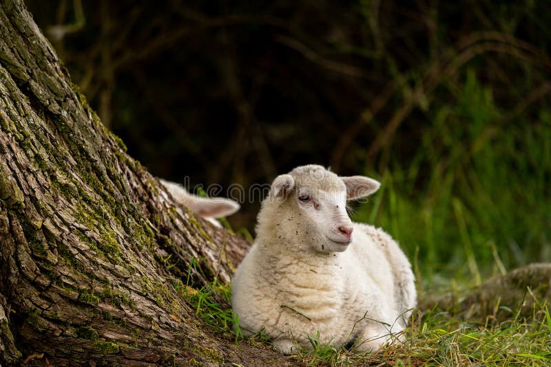 Closeup Shot of a White Sheep Sitting on the Grass Next To a Tree Stock ...