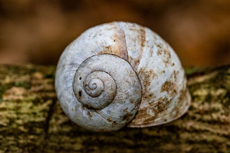 Closeup Shot of White Snail Shell on Trunk Stock Photo - Image of snail ...