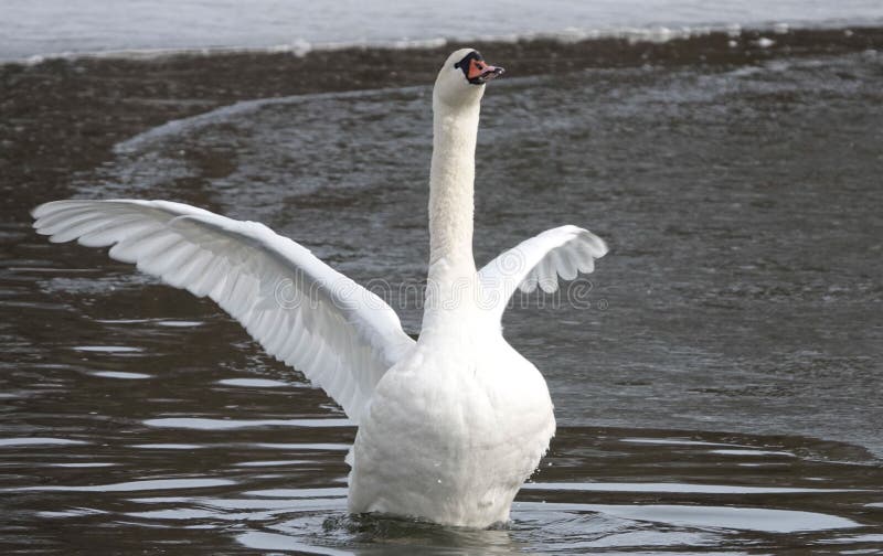 Closeup Shot of a White Swan Taking Flight from a Lake Stock Image ...