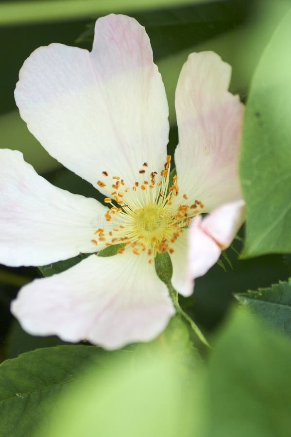 Closeup Shot Of A White Wild Prairie Rose In A Park Stock Image - Image ...
