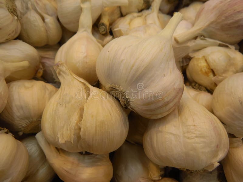 Closeup Shot of Whole Garlic Bunch Stock Photo - Image of fresh, spice ...