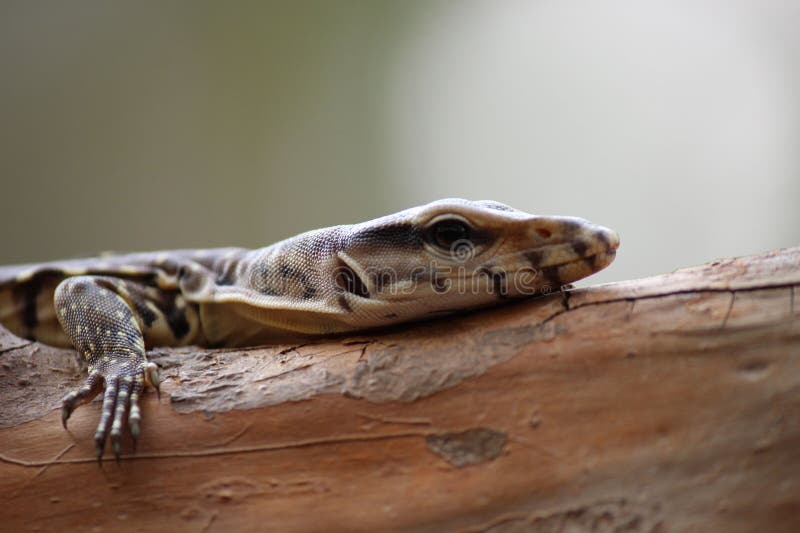Closeup Shot of a Wild Lizard Navigating through the Rugged Terrain ...
