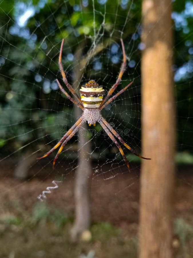 Closeup Shot of a Wild Spider in the Jungle Stock Photo - Image of ...