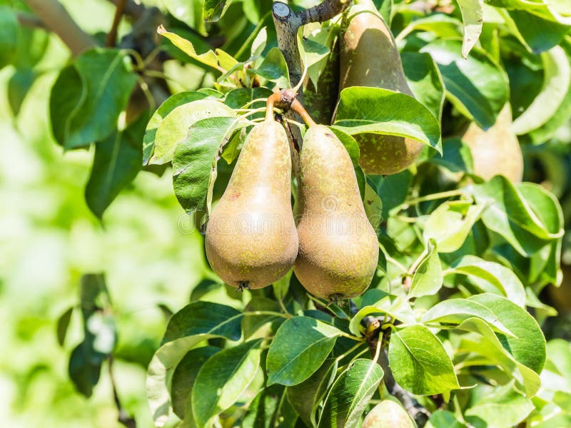Closeup Shot of Winter Pears with Green Leaves and Branches Background ...