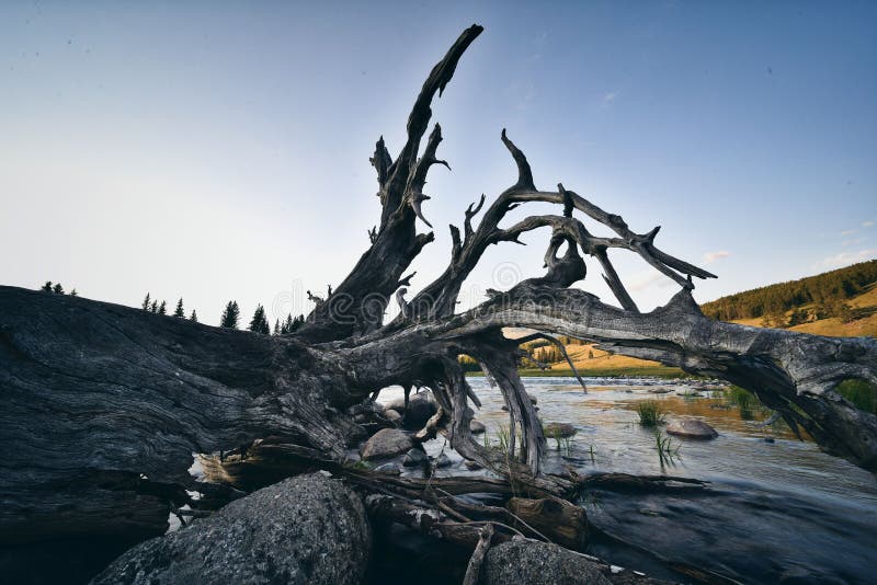 Closeup Shot of a Withered Tree in a Lake Stock Photo - Image of plant ...