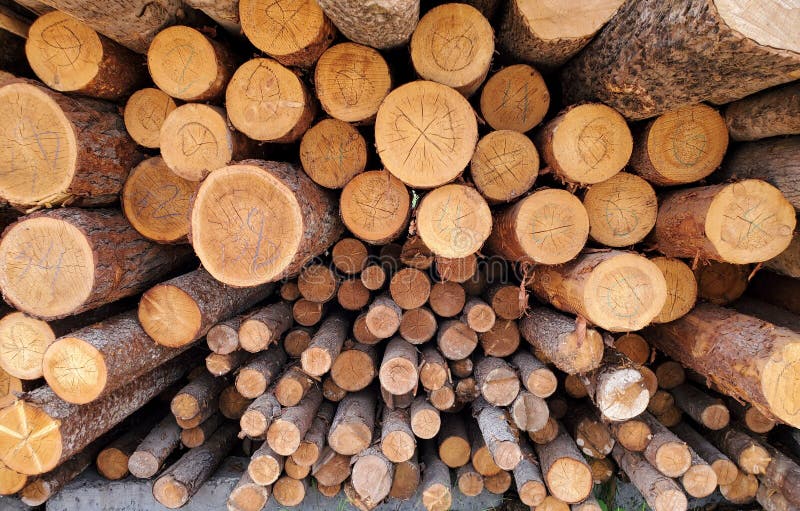 A Closeup Shot of Wood Logs Stacked in a Pile, Pine Logs of Various ...