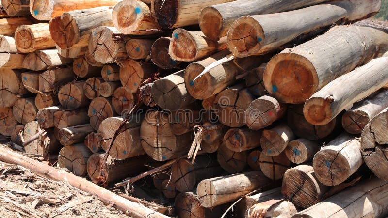 Closeup Shot of Wooden Sticks Stack upon Each Other Stock Photo - Image ...